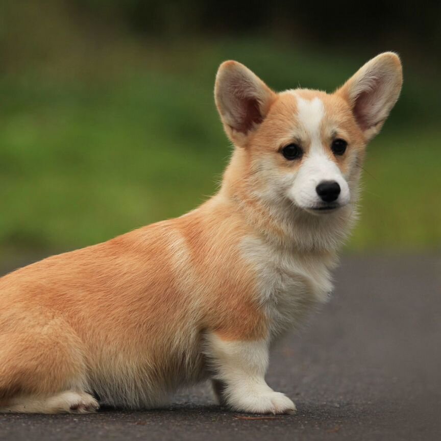 Вельш Корги Пемброк, щенок