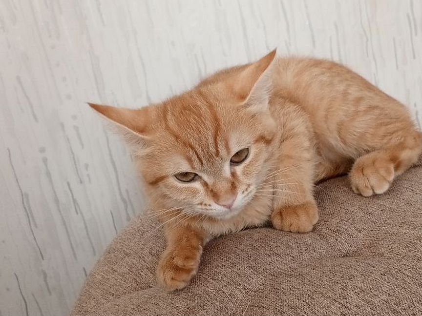 Одам кошек 2 мальчика, и реженькая девочка
