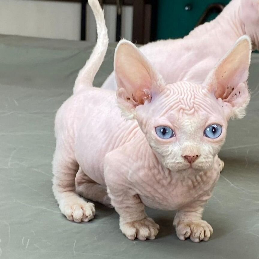 Девочка Бамбино