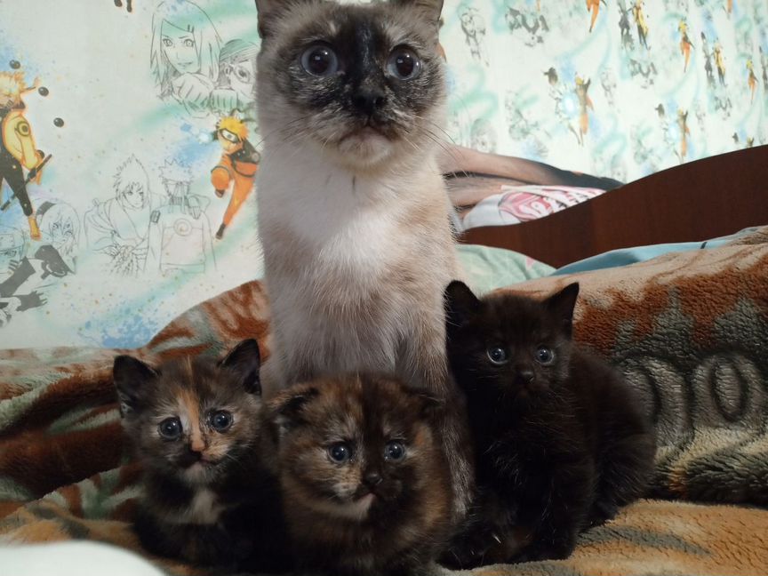 Котята