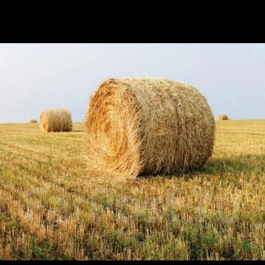 Солома в рулонах