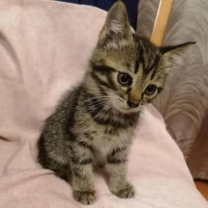 Котёнок Британец с тигровым окрасом