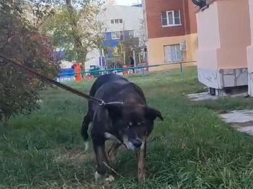 Ищем квартирную передержку