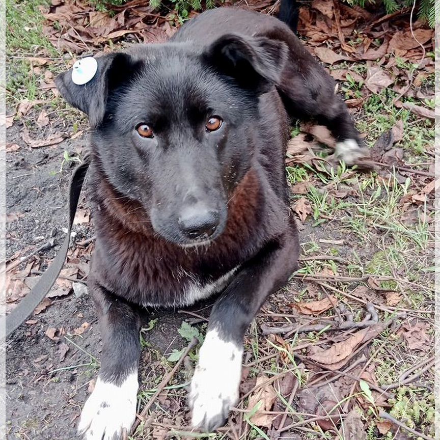 Взрослая собака в добрые руки