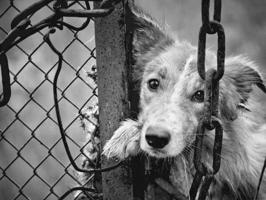 Ищем новых хозяев