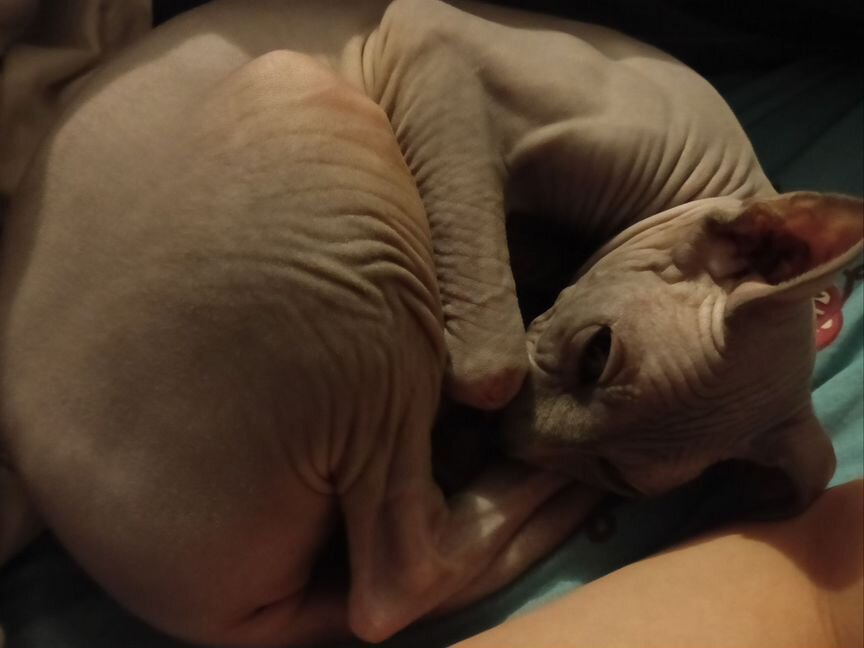 Канадский сфинкс кошка