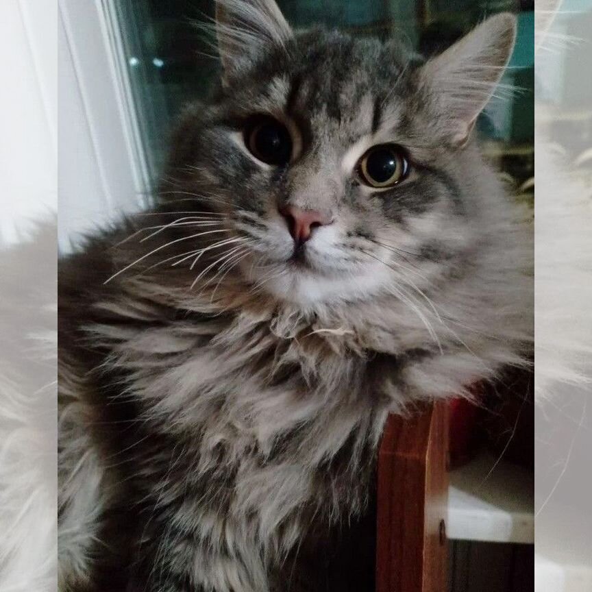 Сибирский котёнок