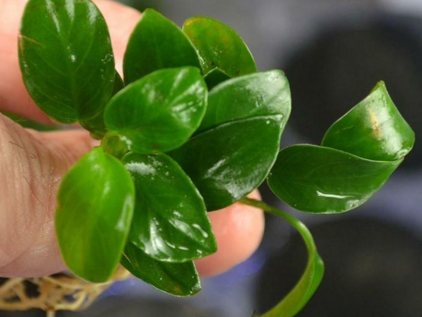 Анубиас нана короткий