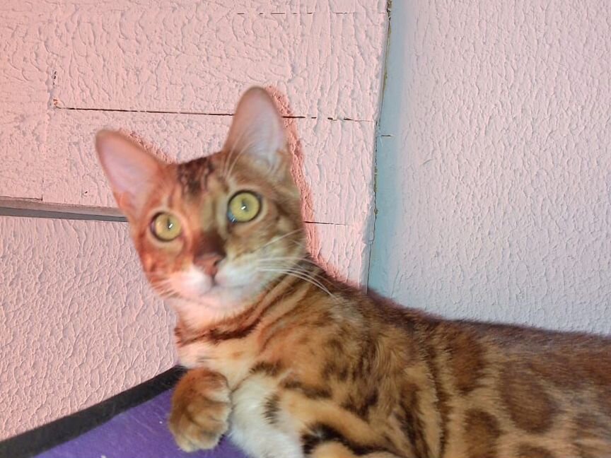 Бенгальская кошка