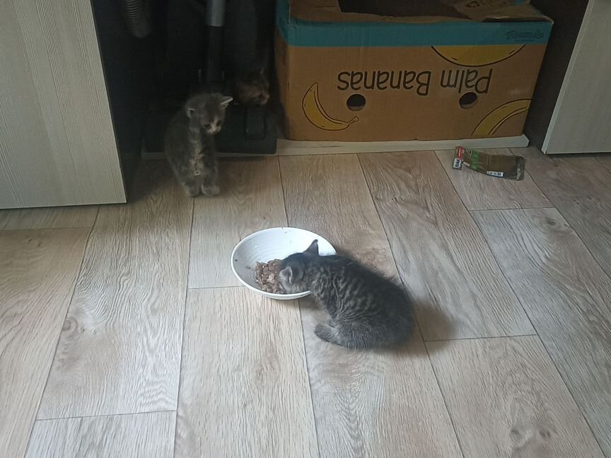 Британские котята