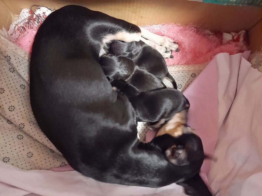 Той-терьер щенки