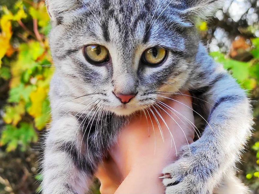 Котята от дворовой кошки ищут дом