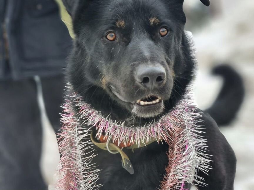 Мальчик Снупи ждет в приюте