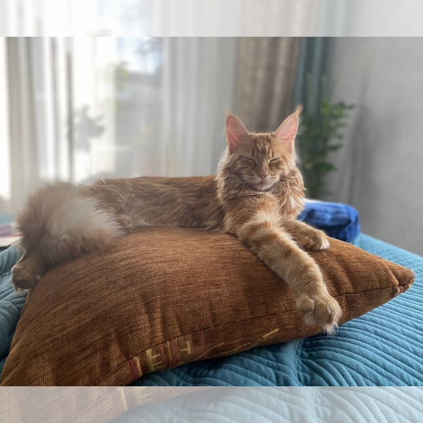 Мейн-кун котёнок