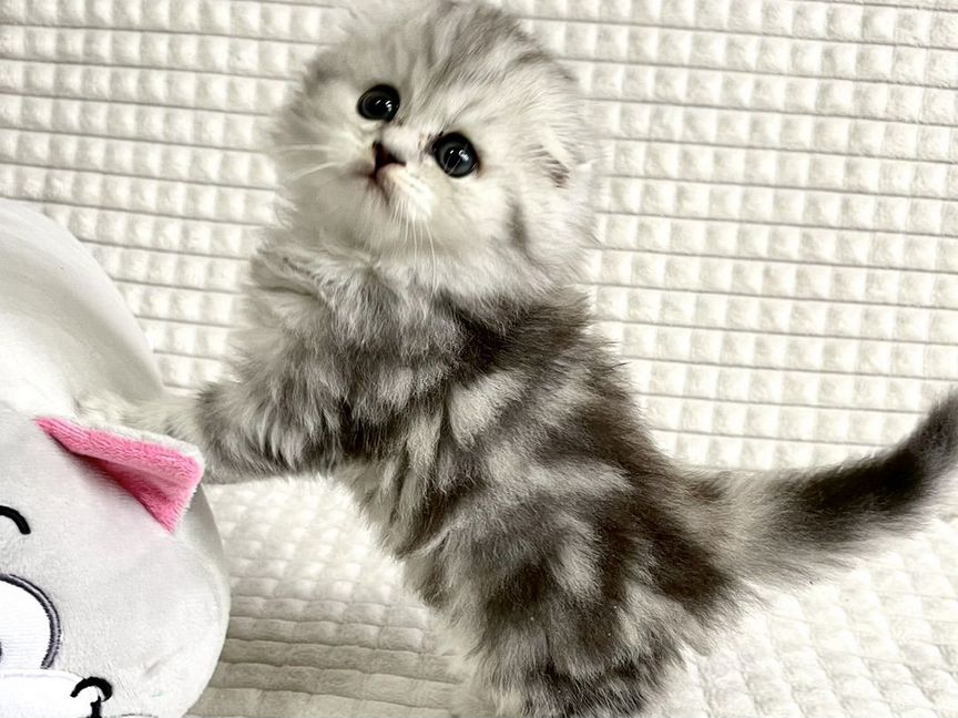 Шотландские вислоухие котята