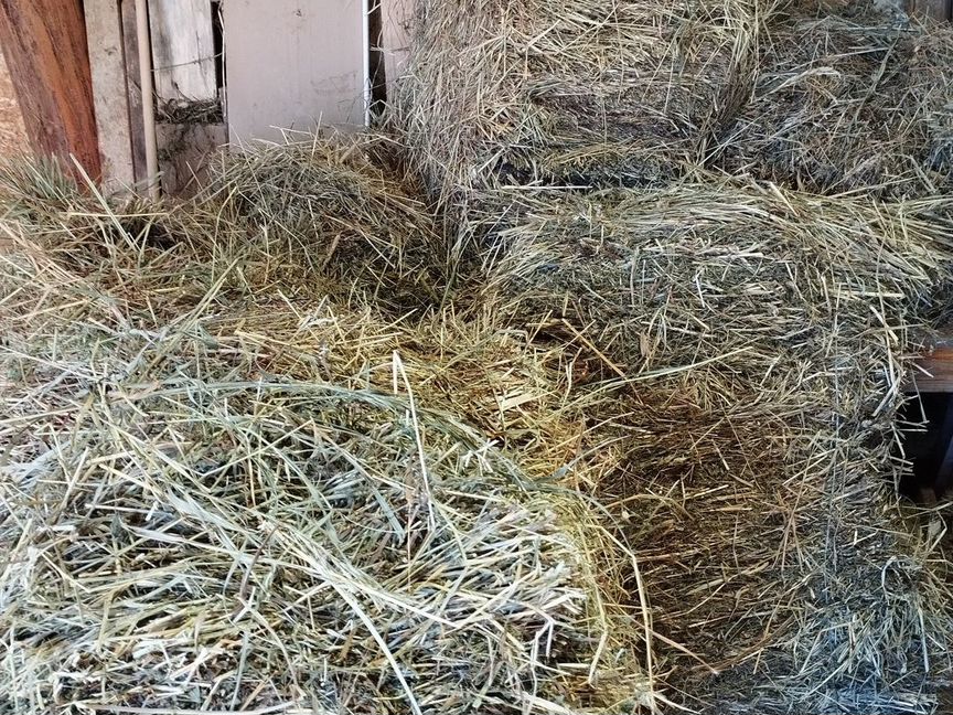 Сено 23 г. на подстилку