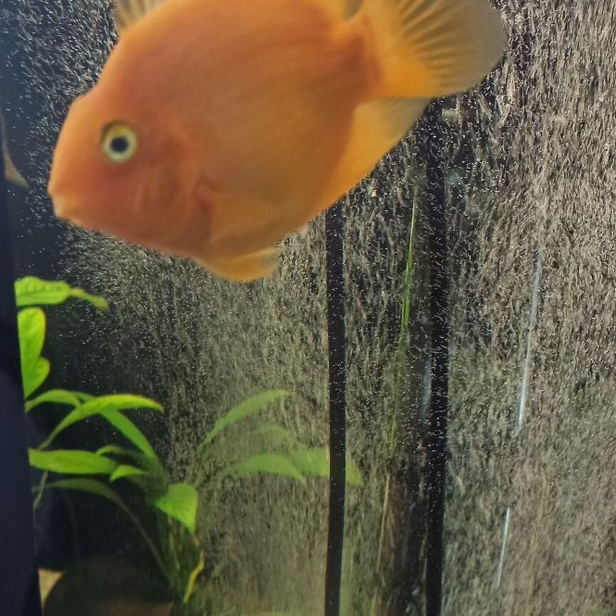 Гибридный попугай, подросток, самка