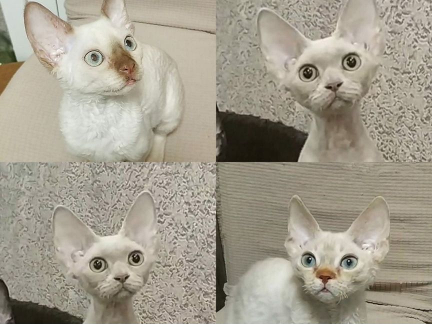 Котята девон-рекс