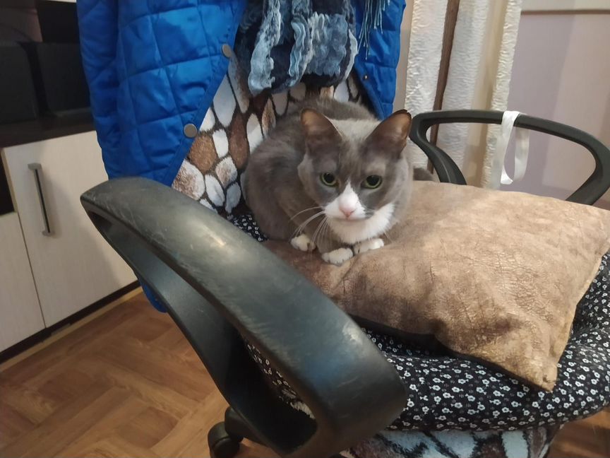Кошка в добрые руки