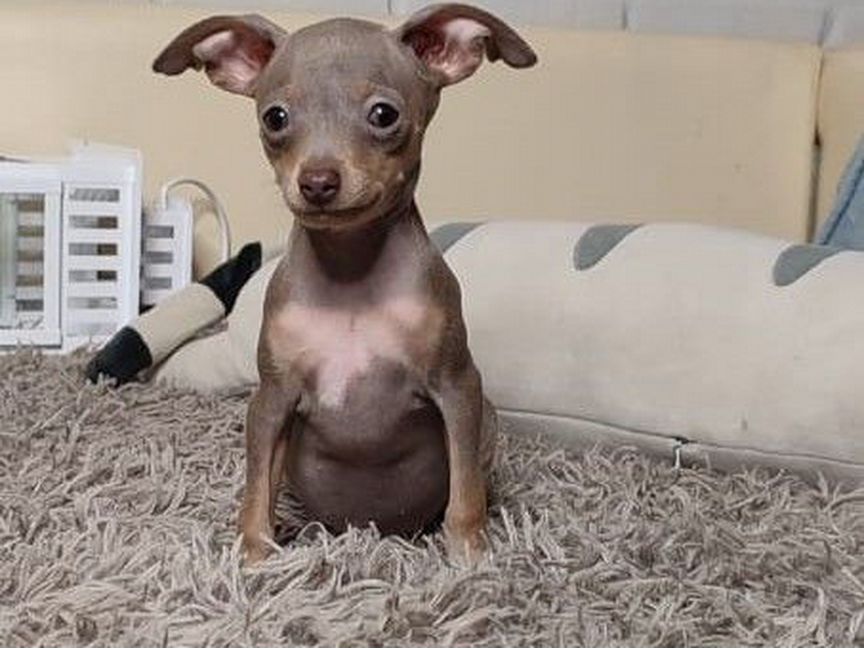 Той-терьер с фото Мальчик