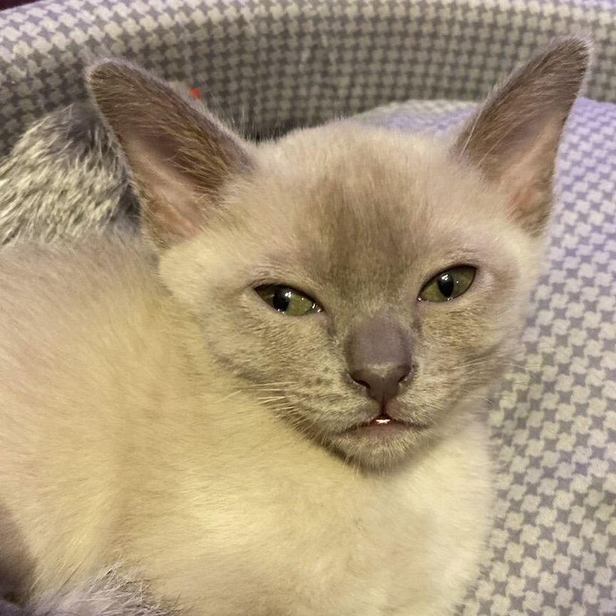 Американский бурманский котёнок