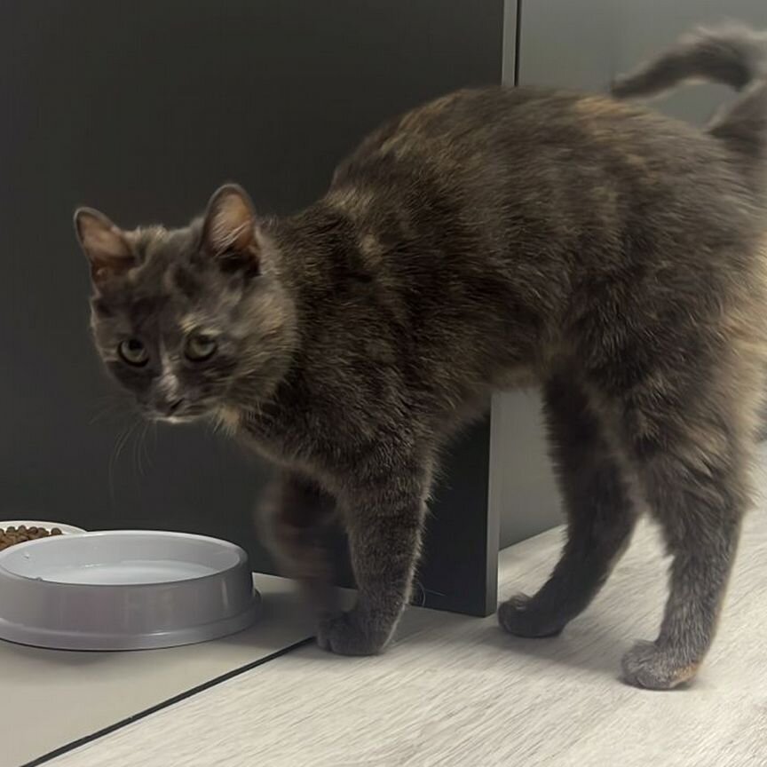 Одам котенка в добрые руки