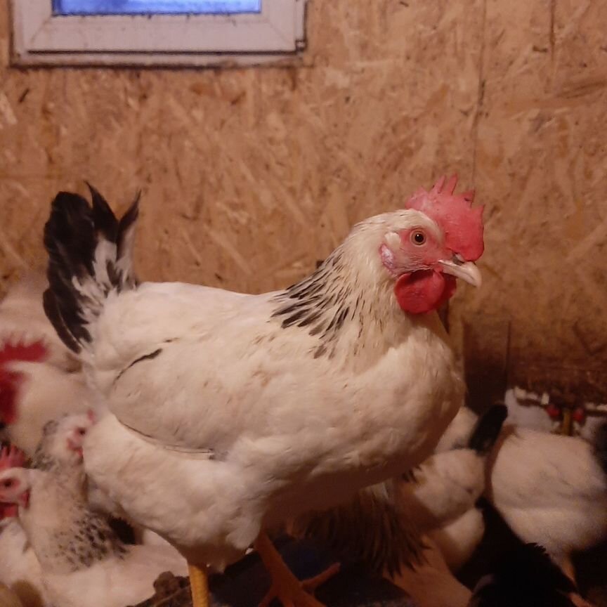 Инкубационное яйцо кур