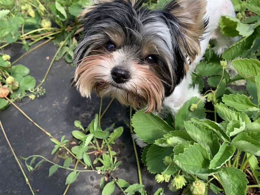 Вязка Бивер