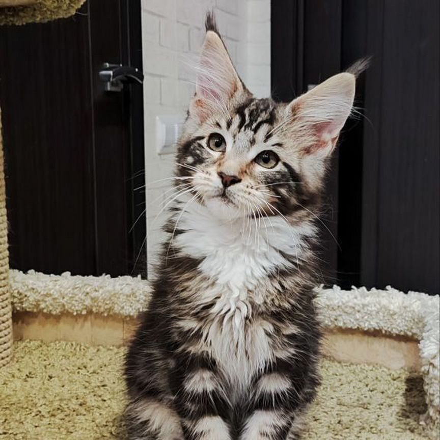 Котята мейн-кун