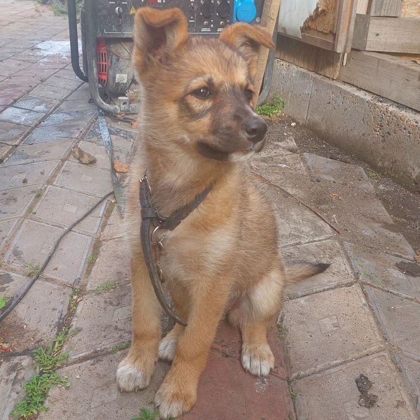 Собака