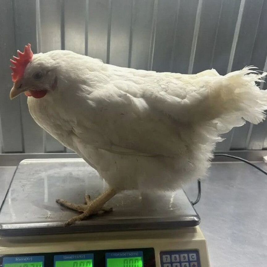 Куры доминант мясо-яичная порода