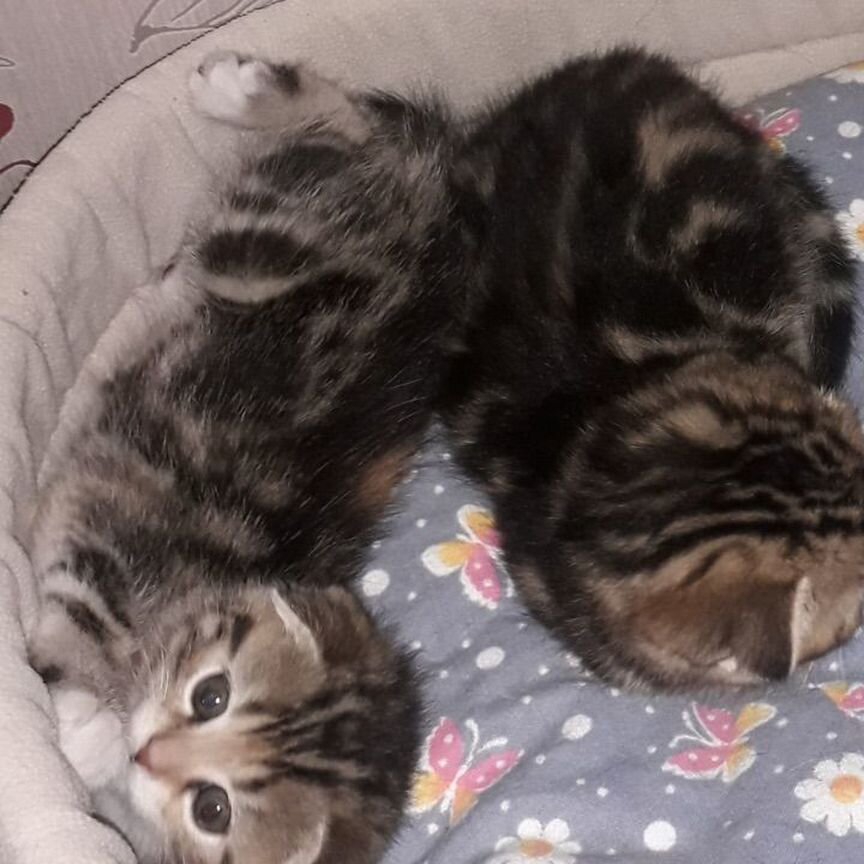Скотиш фолд и страйт
