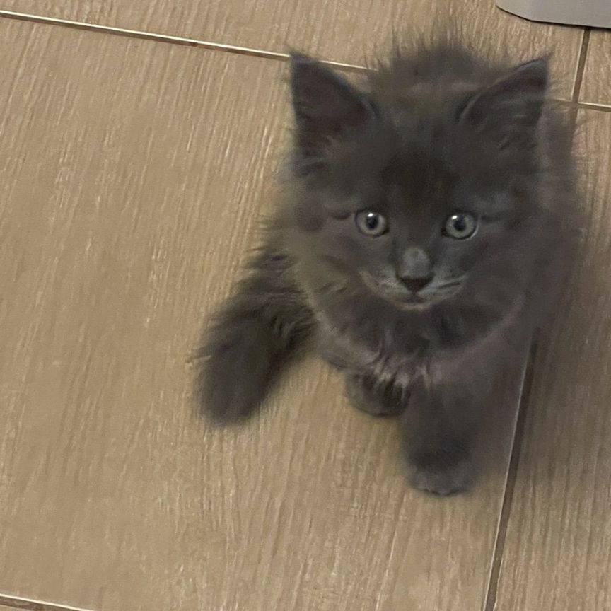 Просто хорошая кошечка