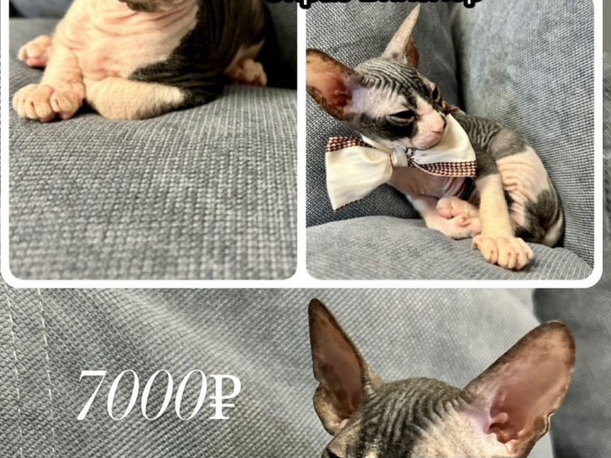 Донской сфинкс котята