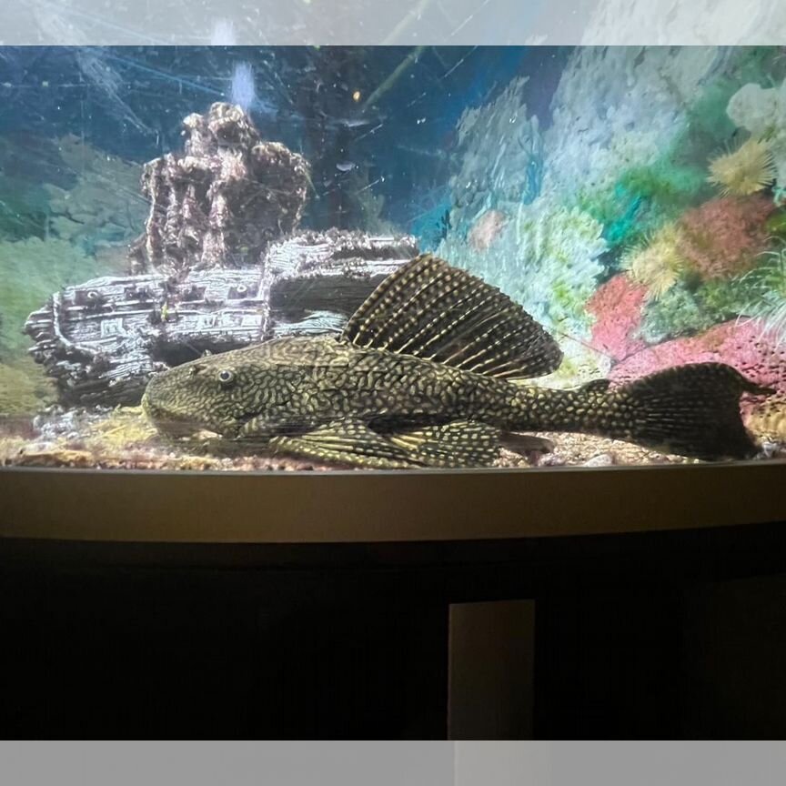 Сом анциструс 35 см