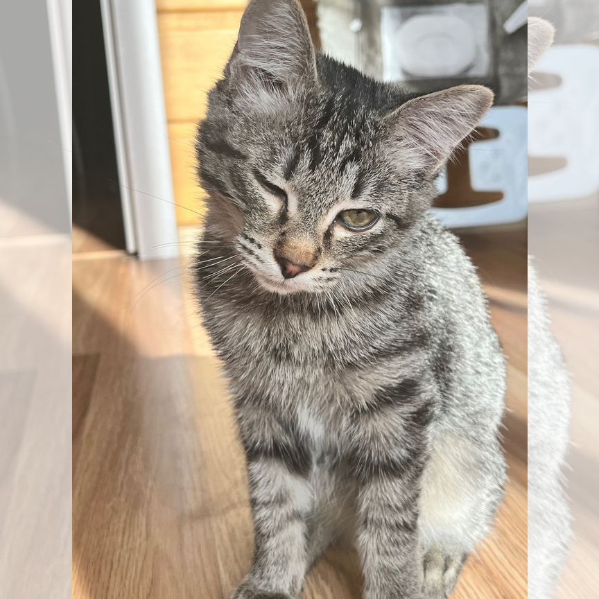 Курильский бобтейл короткошёрстный котёнок