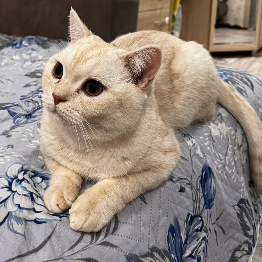 Британский котенок