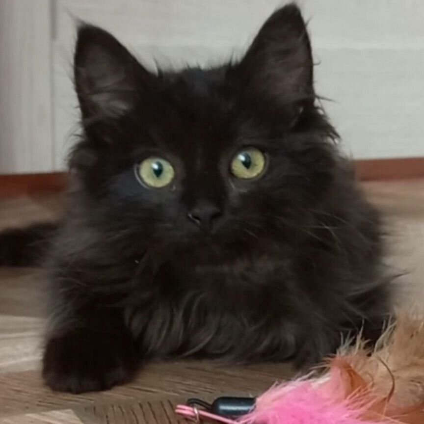 Котенок Ляля в поиске дома