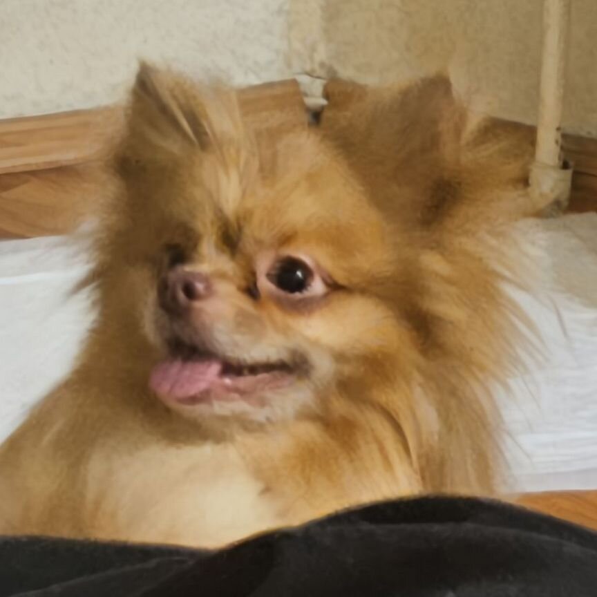 Померанский шпиц, взрослый пёс