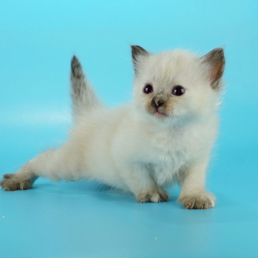 Сибирские котята питомник невский окрас