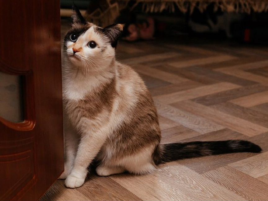 Сиамка помесная