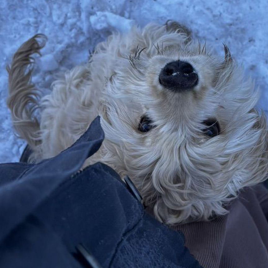 Американский кокер-спаниель, щенок