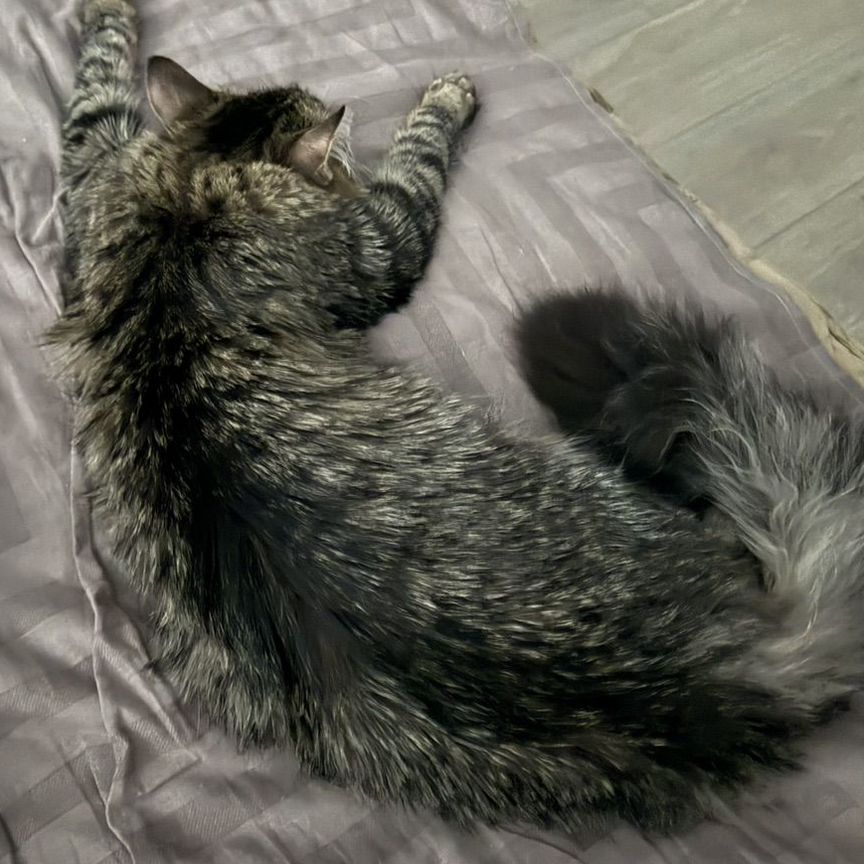Сибирский котёнок