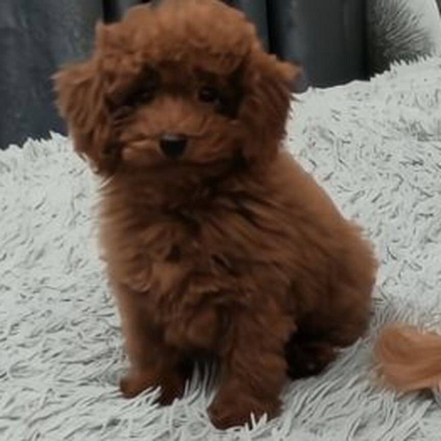 Той-пудель, щенок