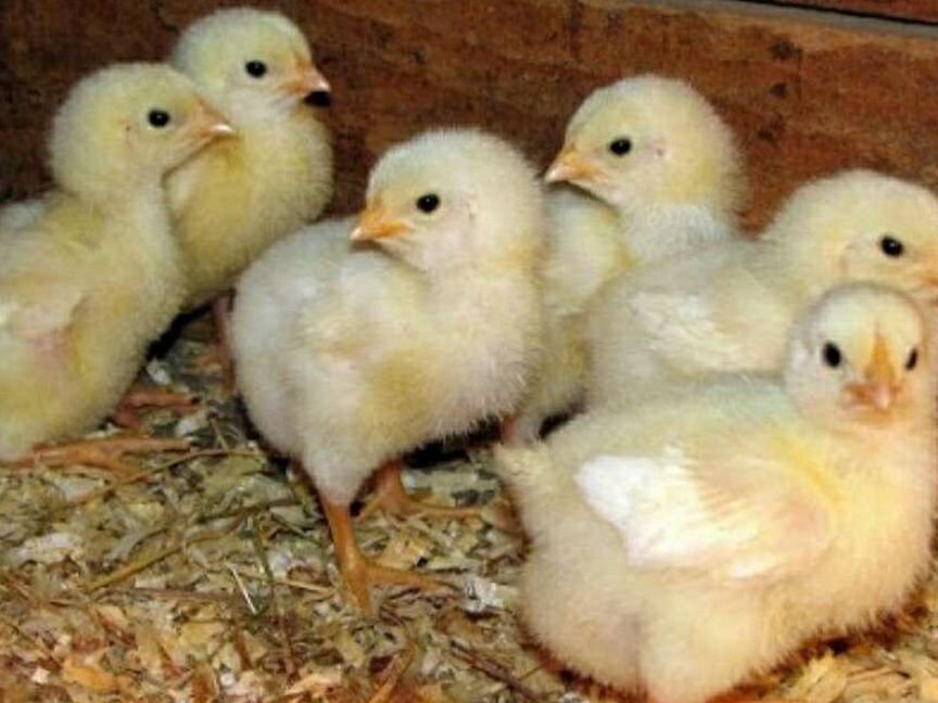 Цыплята бройлеры Росс308 Кобб500