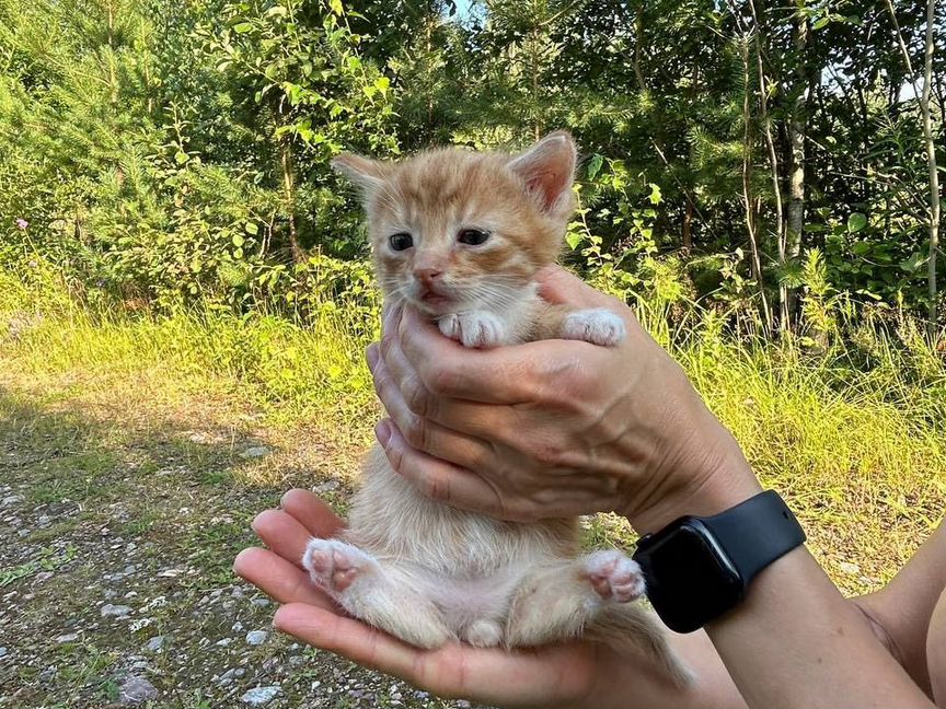 Котик Грустяш рыженький