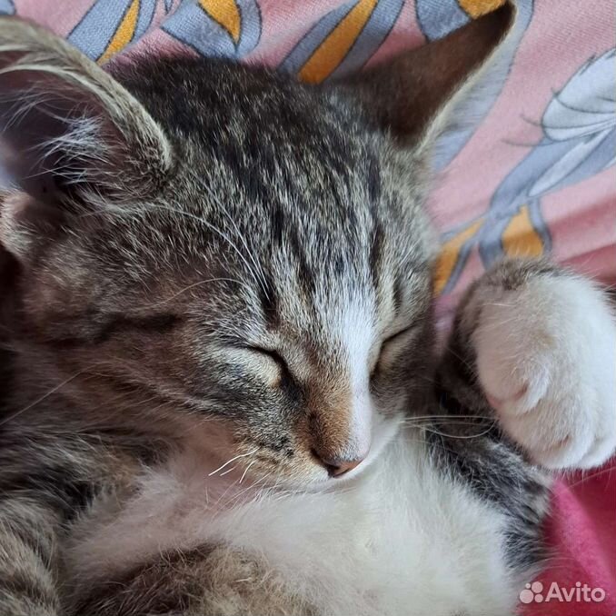 Мальчик котёнок ищет надёжные ручки