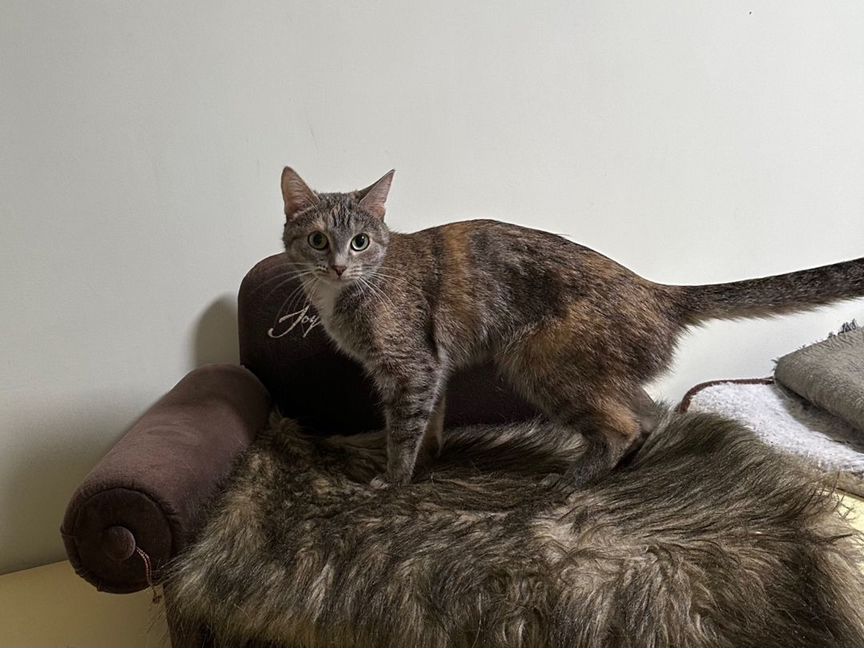 Диван для кошки или собаки пледом