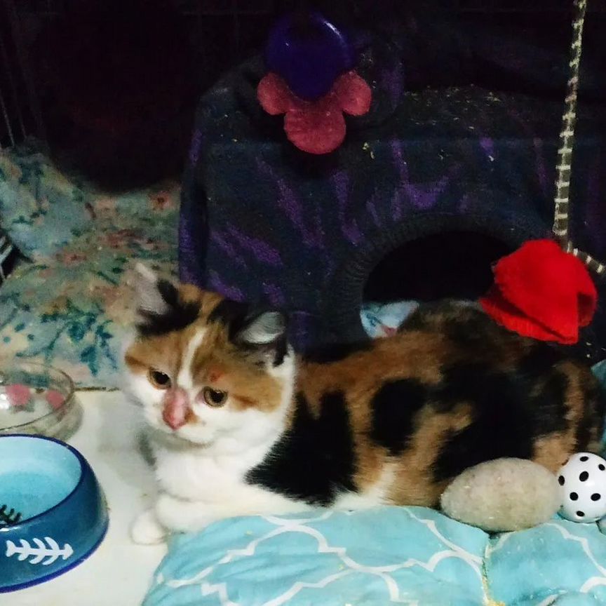 Котёнок в добрые руки