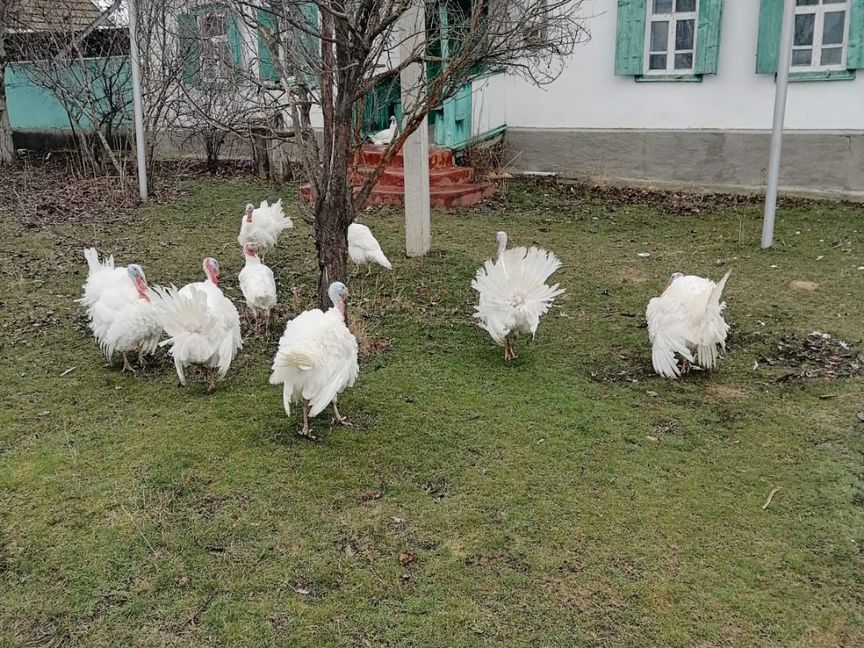 Индюки бройлерные